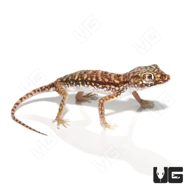 Egyptian Sand Geckos (Stenodactylus petrii) For Sale - Underground Reptiles