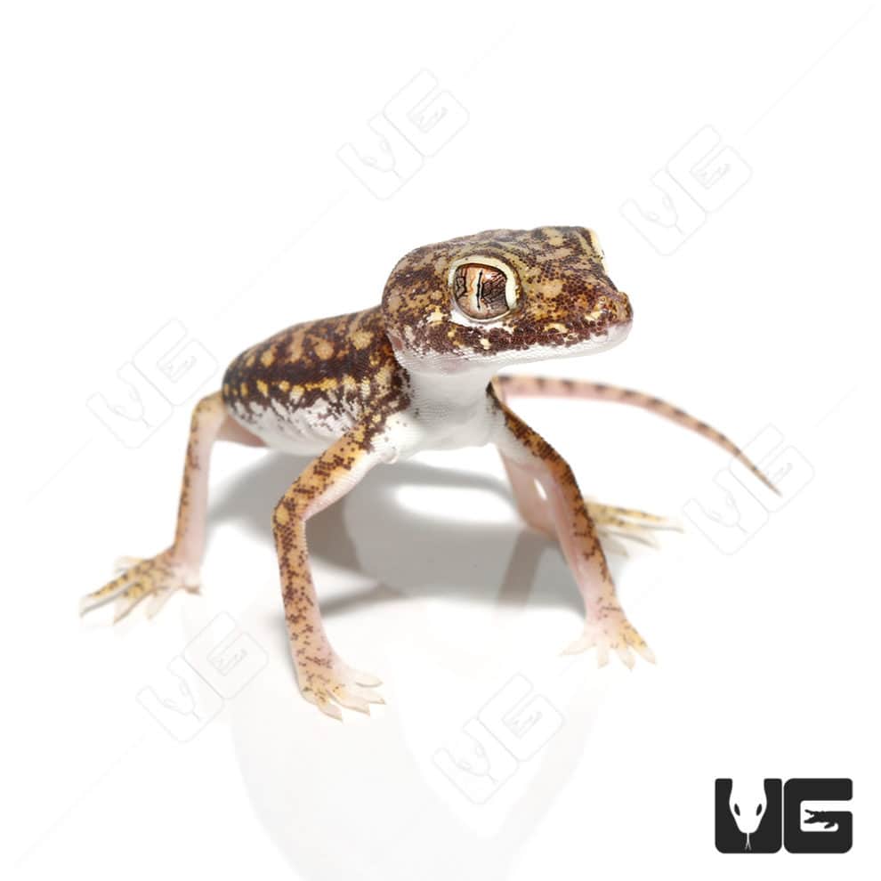 Egyptian Sand Geckos (Stenodactylus petrii) For Sale - Underground Reptiles