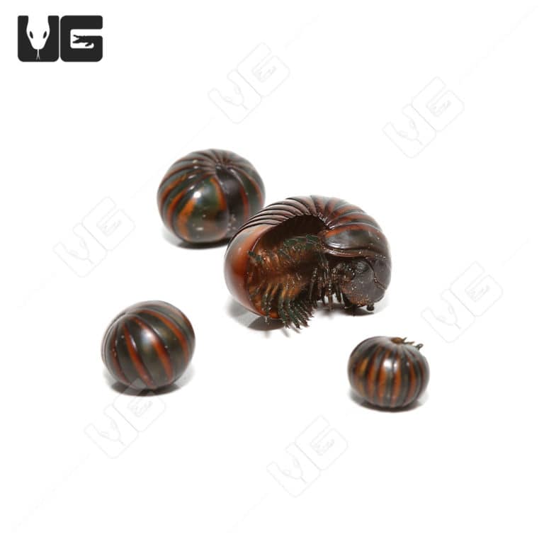 Centipedes, Millipedes and More For Sale - Underground Reptiles