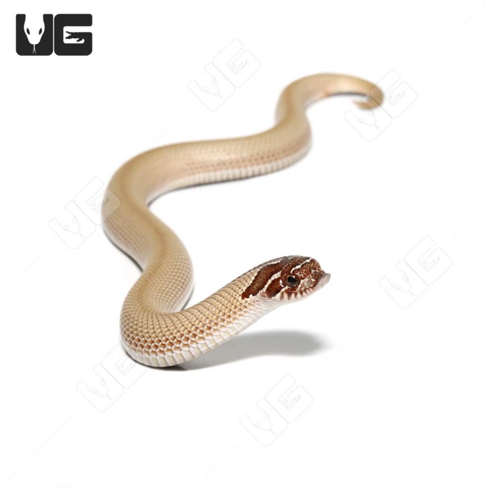 Baby Albino Western Hognose Snakes For Sale - Underground Reptiles