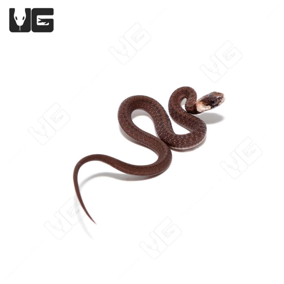 Dekay Snake For Sale - Underground reptiles