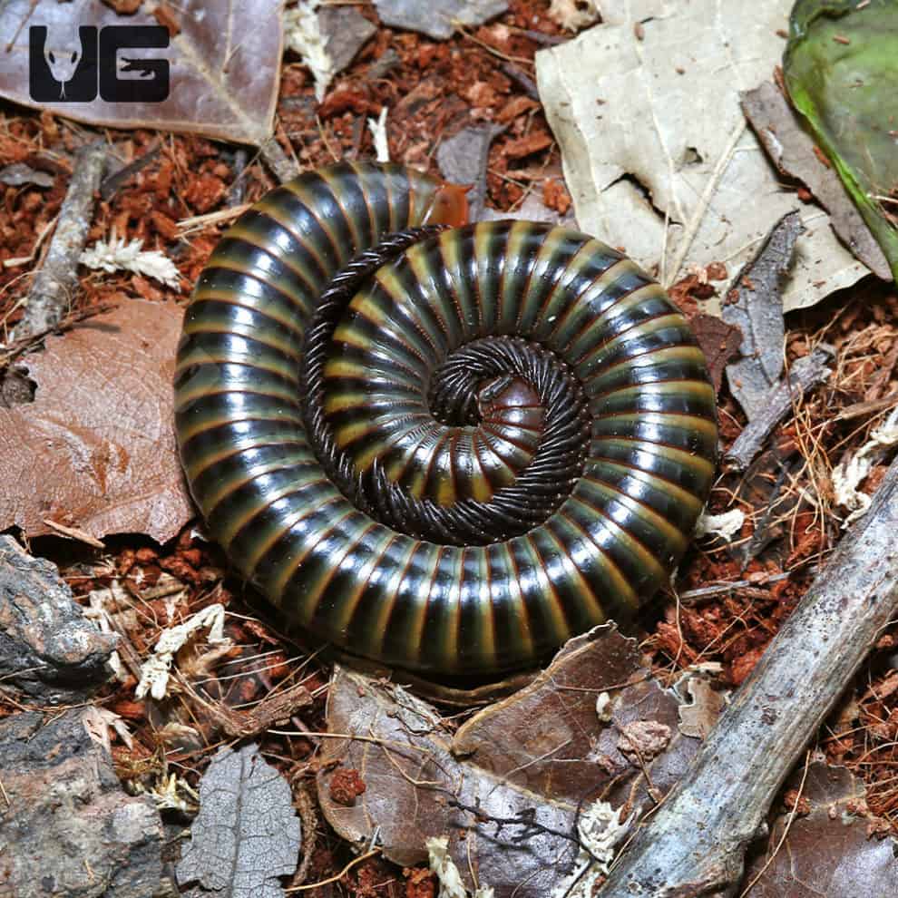 Jade Banded Millipede (Thyropygus sp) For Sale - Underground Reptiles ...