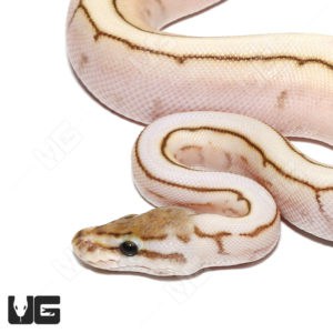 Lesser Spider Pinstripe Ball Python (Python regius) For Sale ...