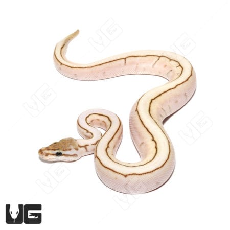 2018 Lavender Albino Spider Ball Python For Sale - Underground Reptiles