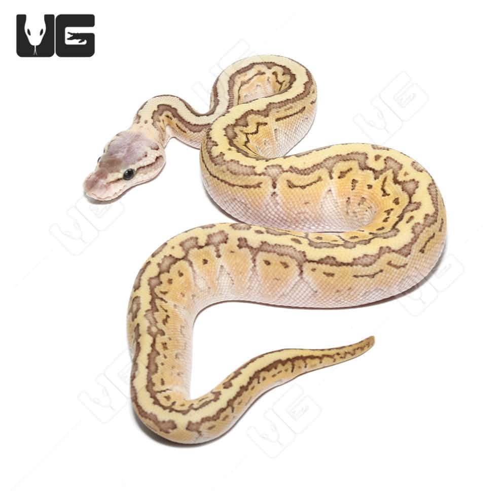 Baby Baby Champagne Enchi Pastel Pinstripe Ball Python For Sale ...