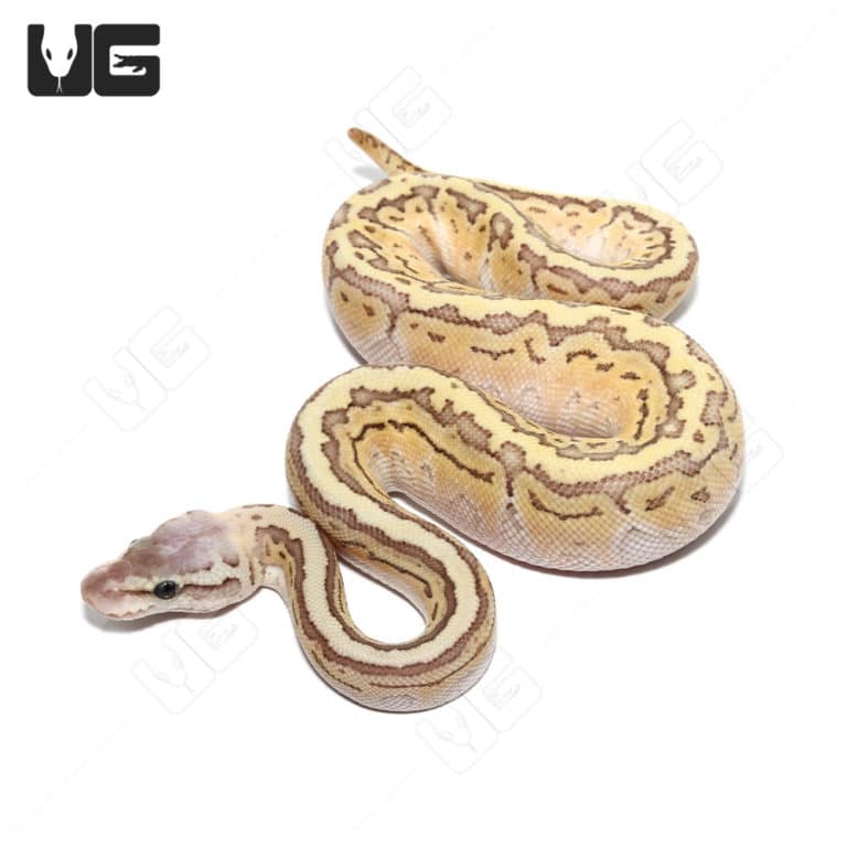 Baby Baby Champagne Enchi Pastel Pinstripe Ball Python For Sale ...