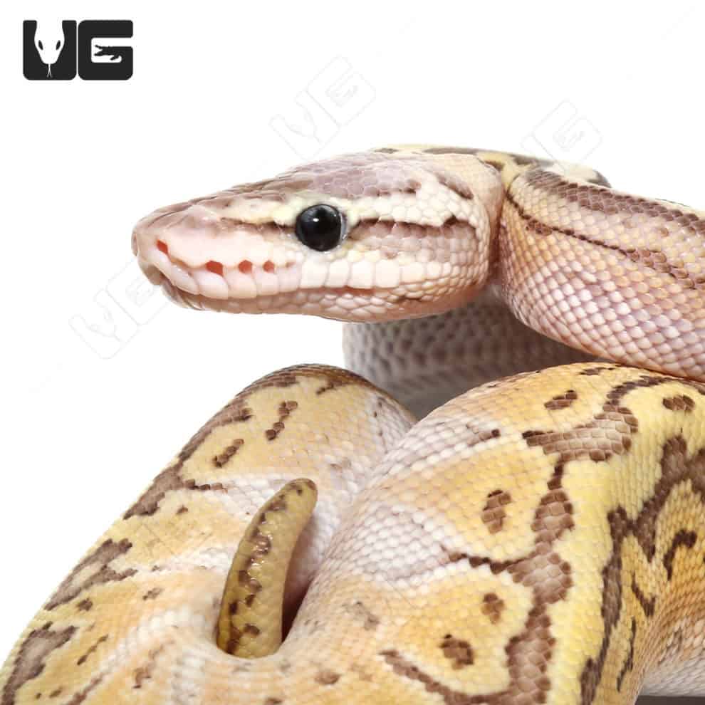 Baby Baby Champagne Enchi Pastel Pinstripe Ball Python For Sale ...