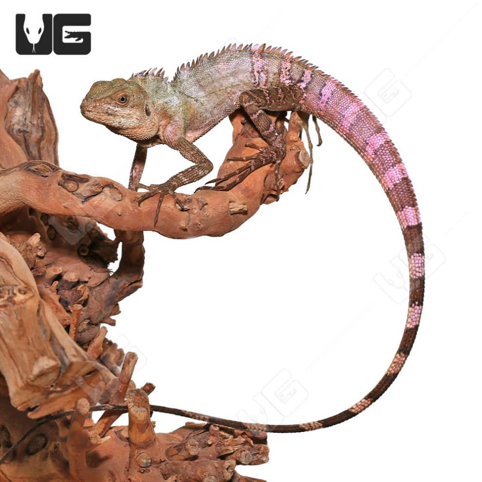 Mountain Horned Lizards For Sale - Underground Reptiles