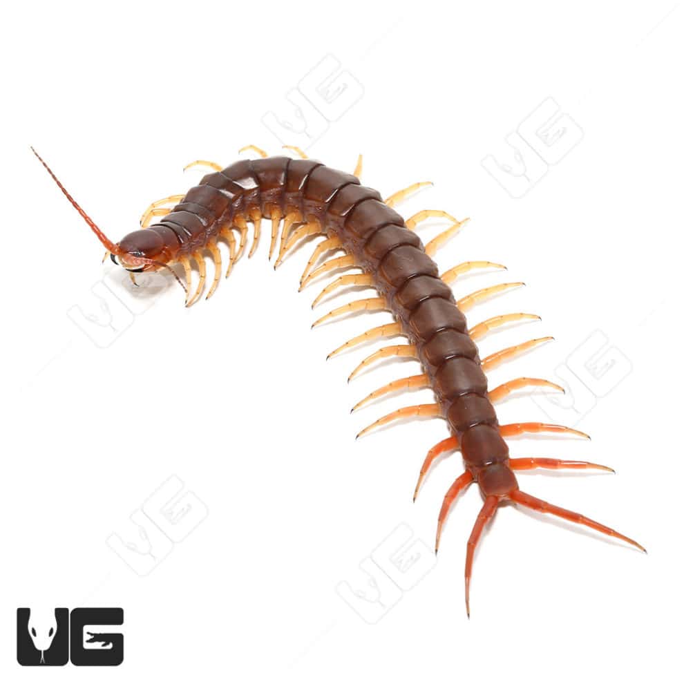 Thai "Yellow Leg" Centipede (Scolopendra dehaani) For Sale ...