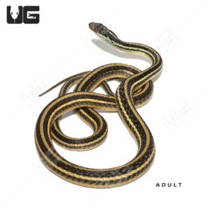 Ribbon Snakes For Sale - Underground Reptiles