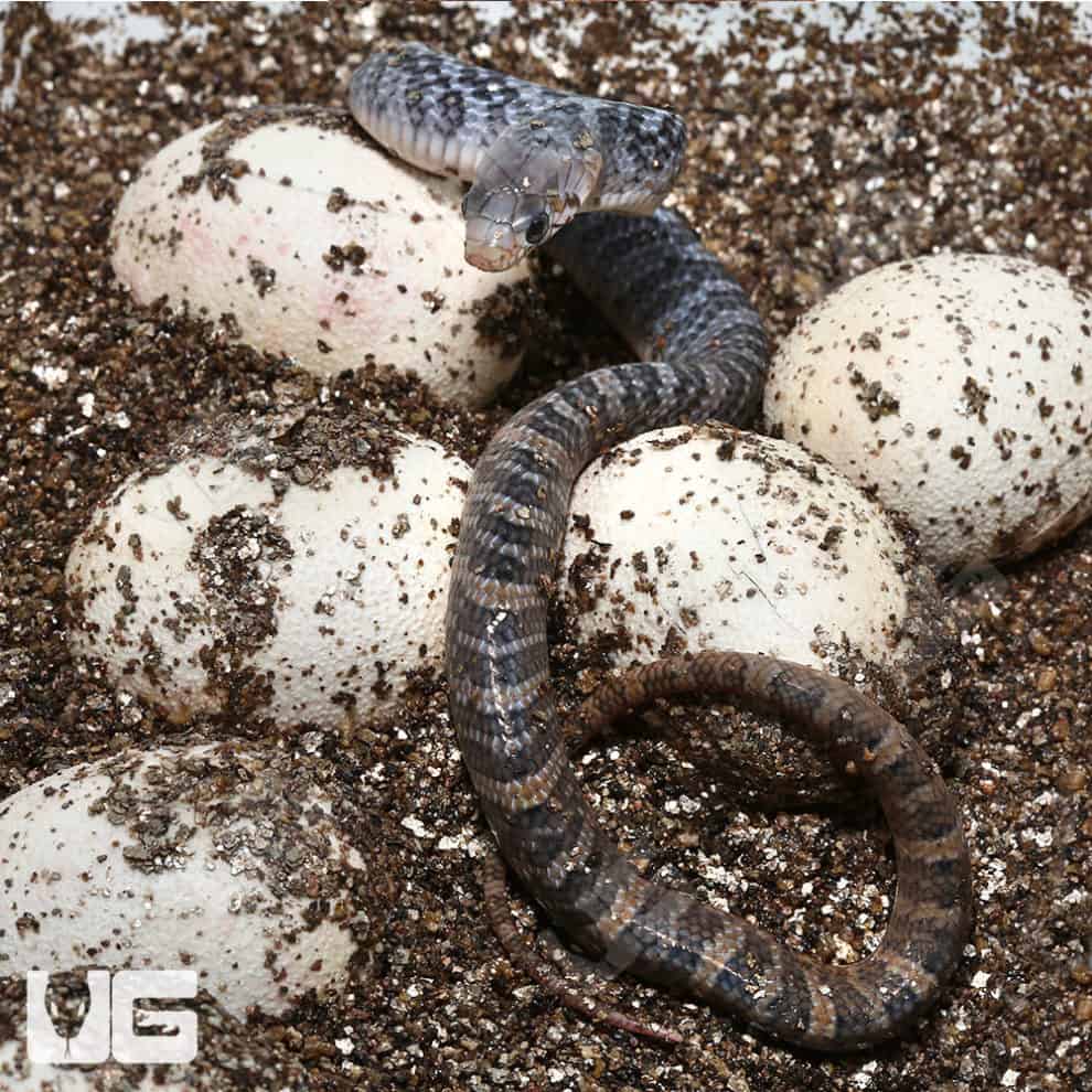 Yellowtail Cribo For Sale - Underground Reptiles