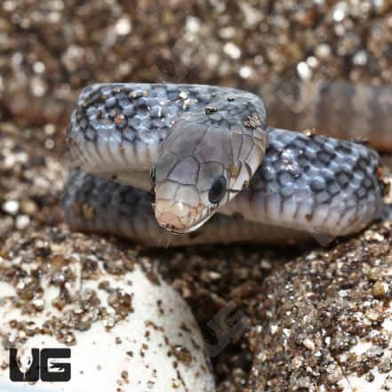 Captive Bred Animals - Underground Reptiles