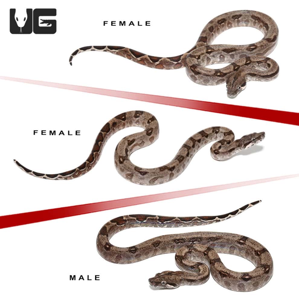 Boas For Sale - Underground Reptiles