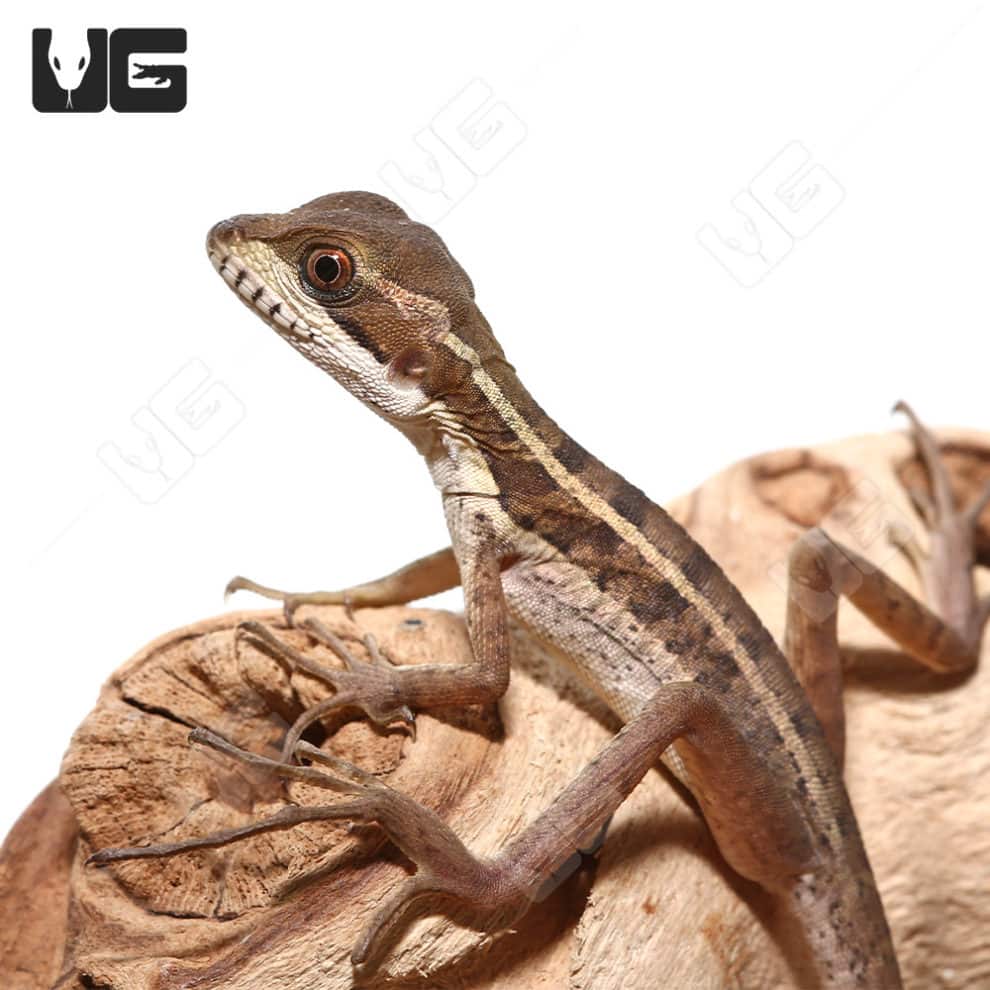 Lizards For Sale - Underground Reptiles