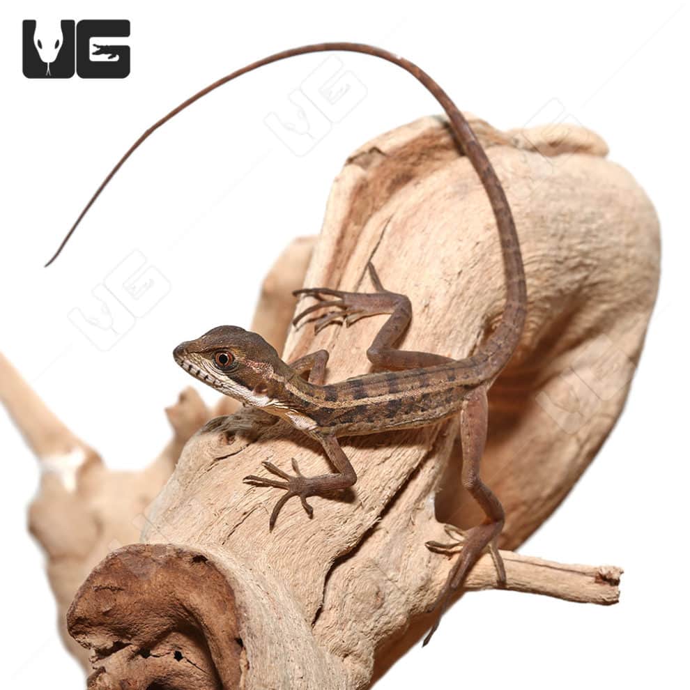 Baby Brown Basilisks For Sale - Underground Reptiles