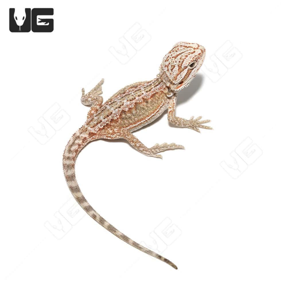 Baby Citrus Dunner Bearded Dragons (Pogona vitticeps) For Sale ...