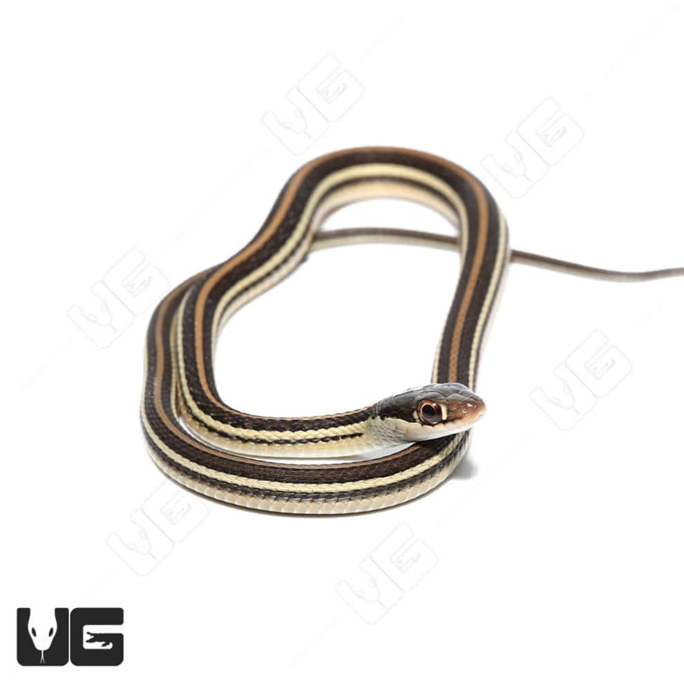Ribbon Snakes For Sale - Underground Reptiles