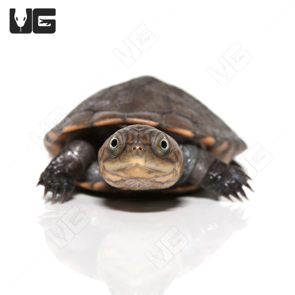 Baby West African Helmeted Turtles (Pelusios castaneus) For Sale ...