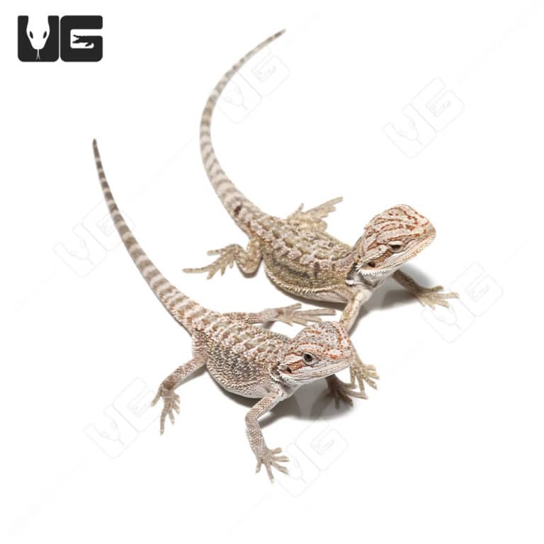 Baby Hypo Citrus Bearded Dragon (Pogona vitticeps) For Sale ...