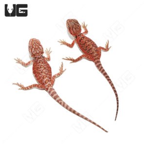 Baby Inferno Bearded Dragon (4 - 5") - Underground Reptiles