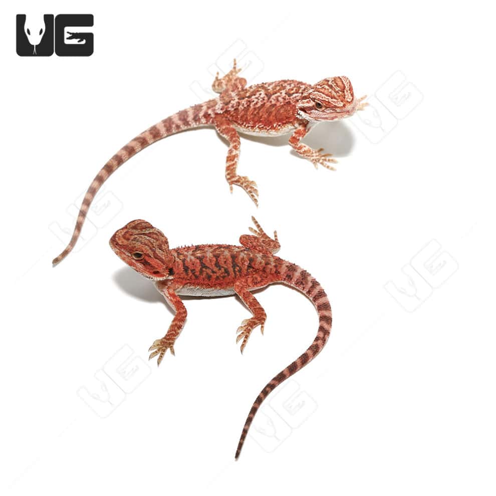Baby Inferno Bearded Dragon (4 - 5") - Underground Reptiles