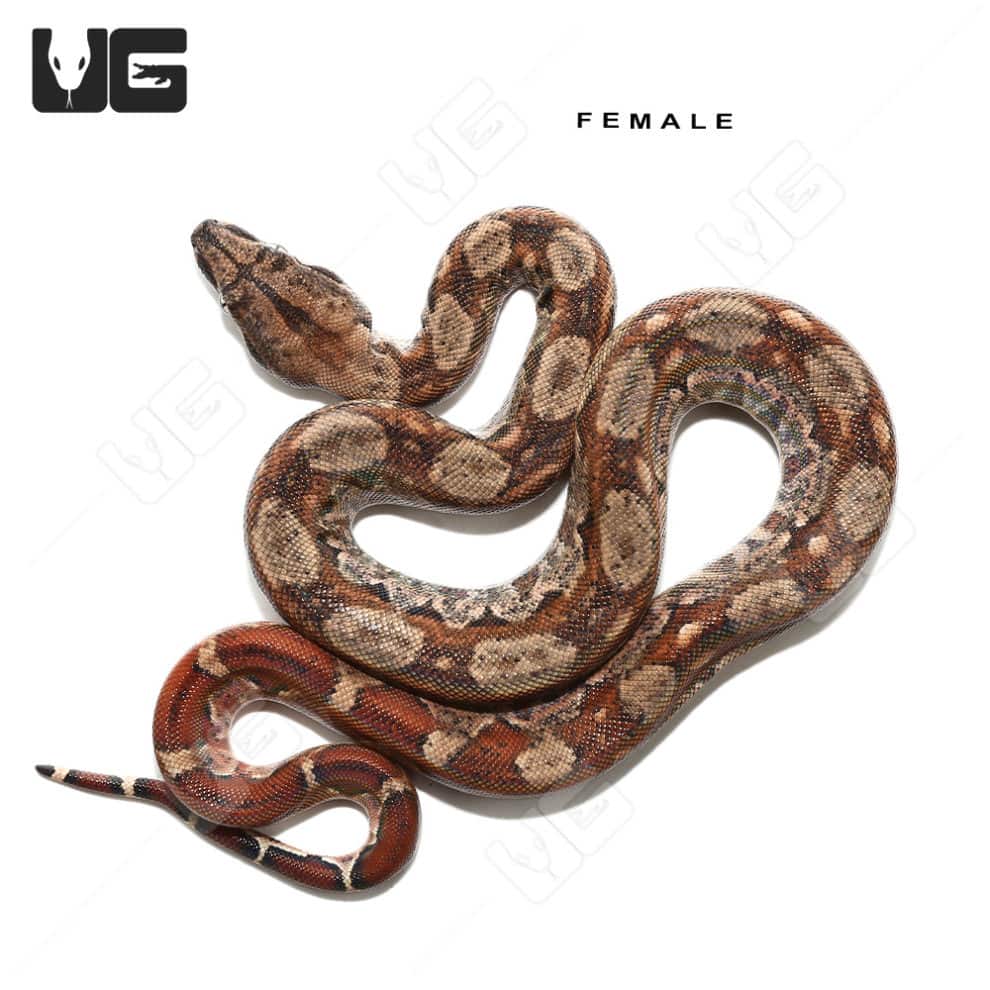 Baby Central American Boa For Sale - Underground Reptiles