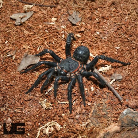 Black Armored Trapdoor Spiders For Sale - Underground Reptiles