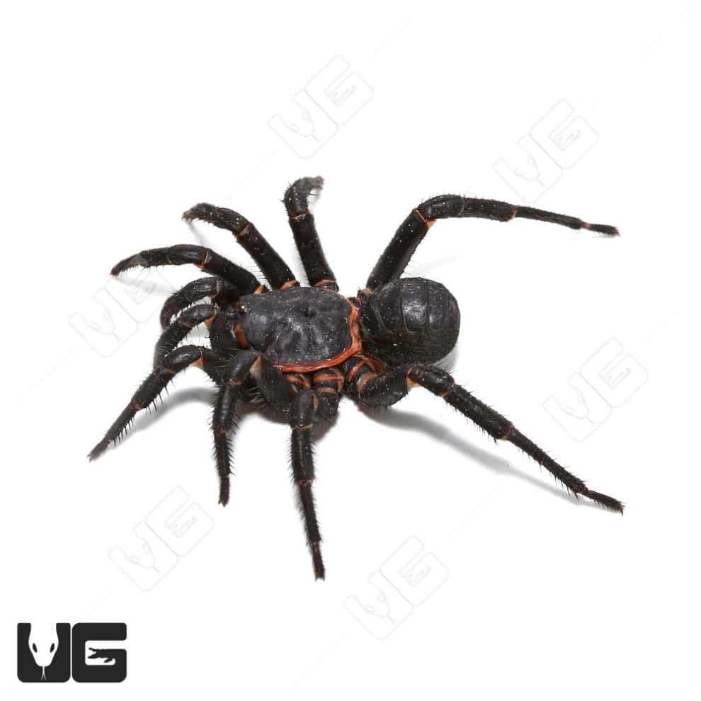 Black Armored Trapdoor Spiders For Sale - Underground Reptiles