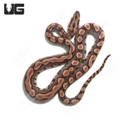 Baby Brazilian Rainbow Boas For Sale - Underground Reptiles