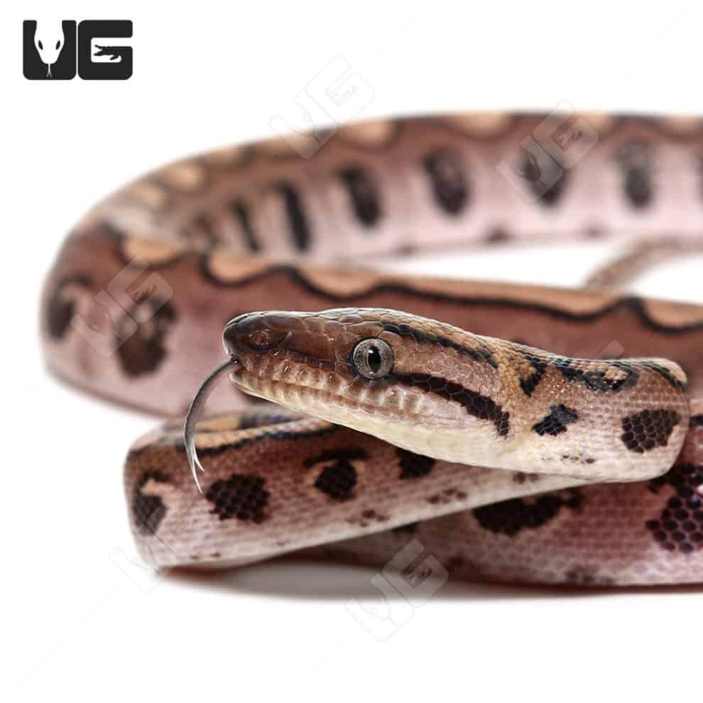 Baby Brazilian Rainbow Boas For Sale - Underground Reptiles