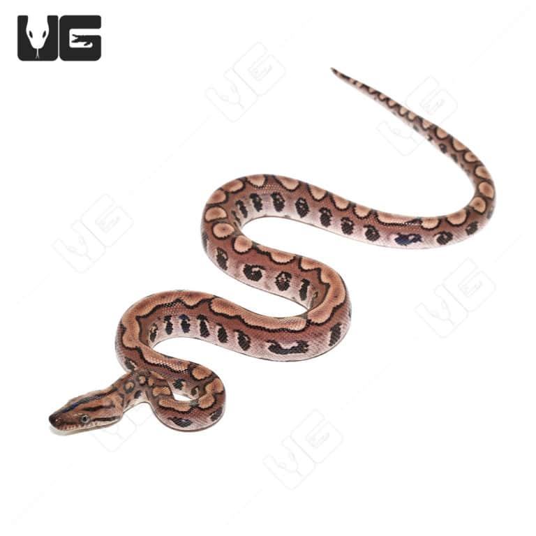 Baby Brazilian Rainbow Boas For Sale - Underground Reptiles