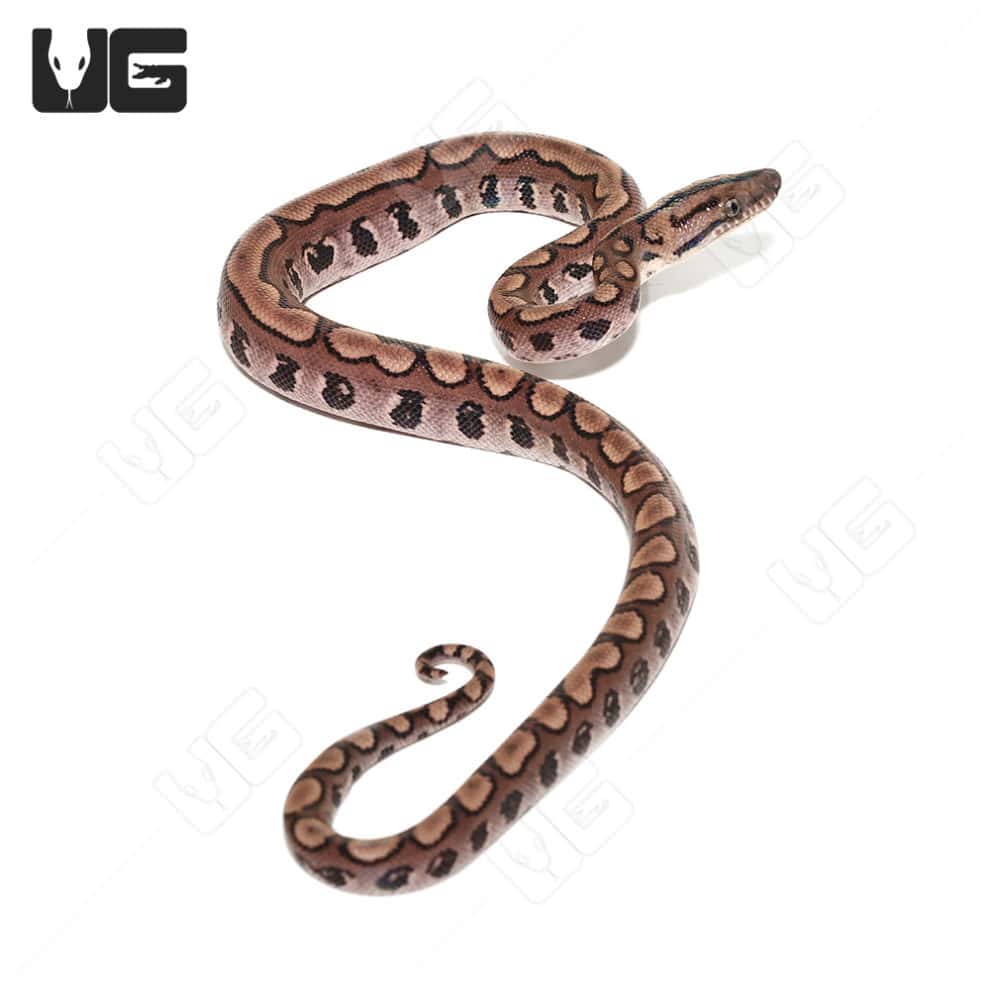 Baby Brazilian Rainbow Boas For Sale - Underground Reptiles