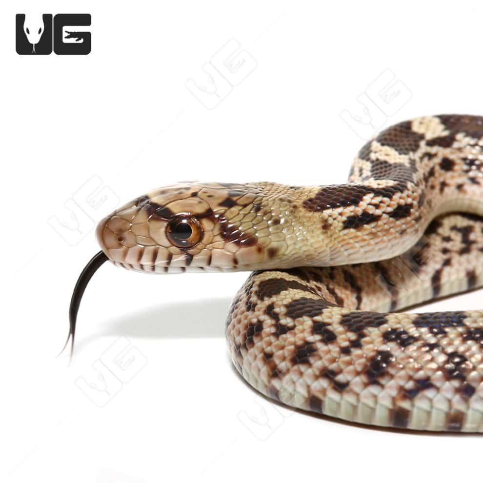 Sonoran Gopher Snake - Underground Reptiles