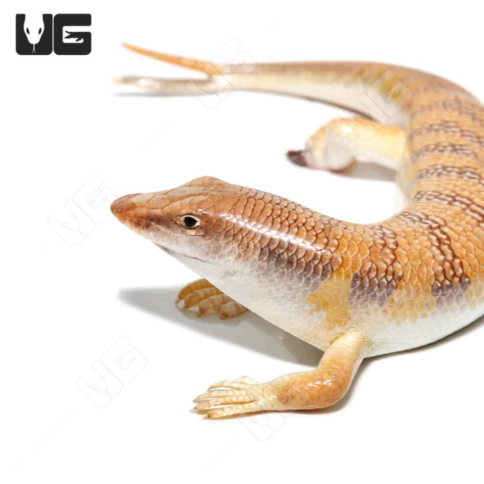 Sand Fish - For Sale Underground Reptiles