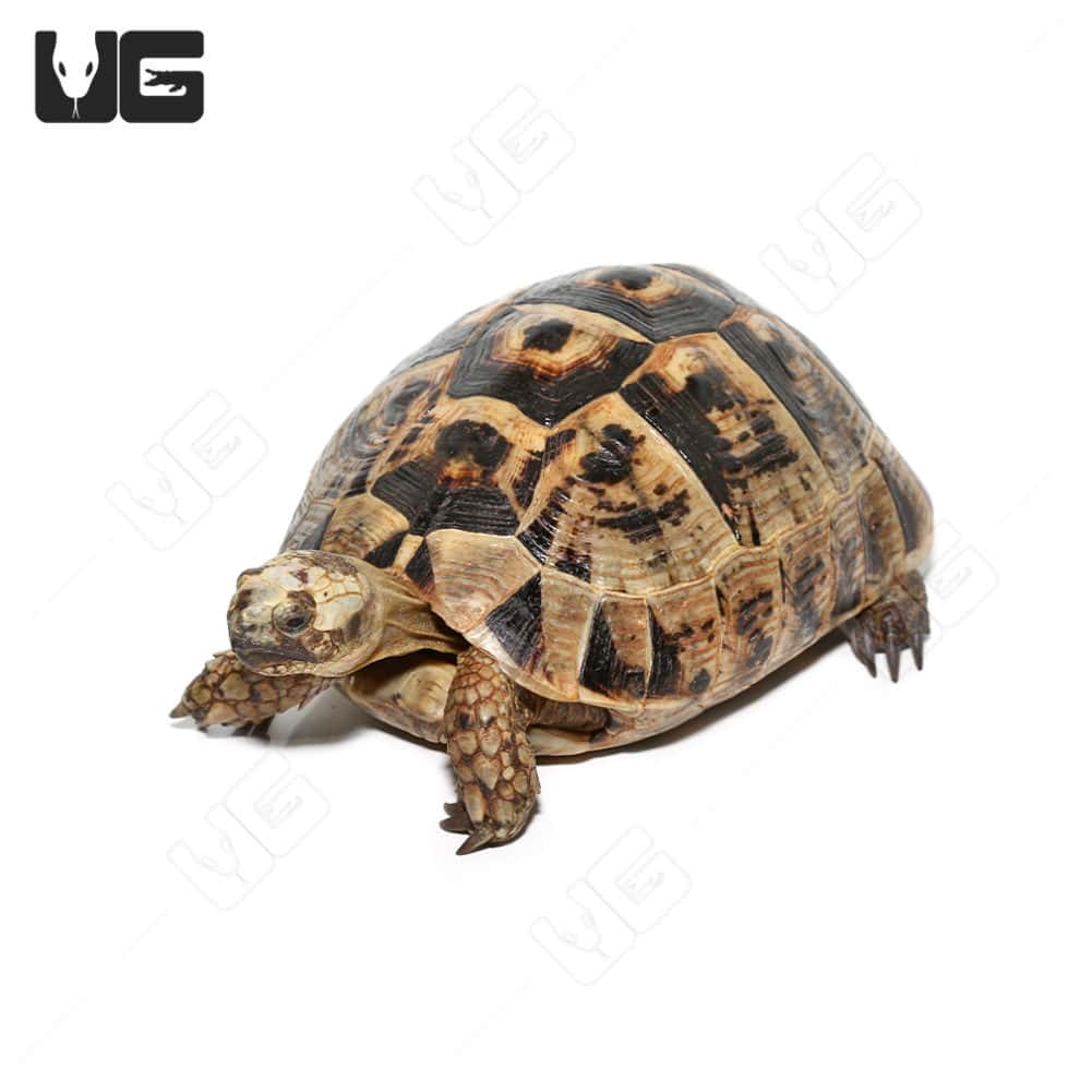 Greek Tortoises For Sale - Underground Reptiles