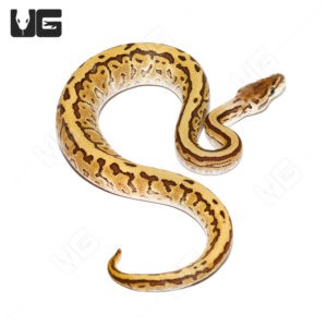 Baby Ball Pythons For Sale - Underground Reptiles
