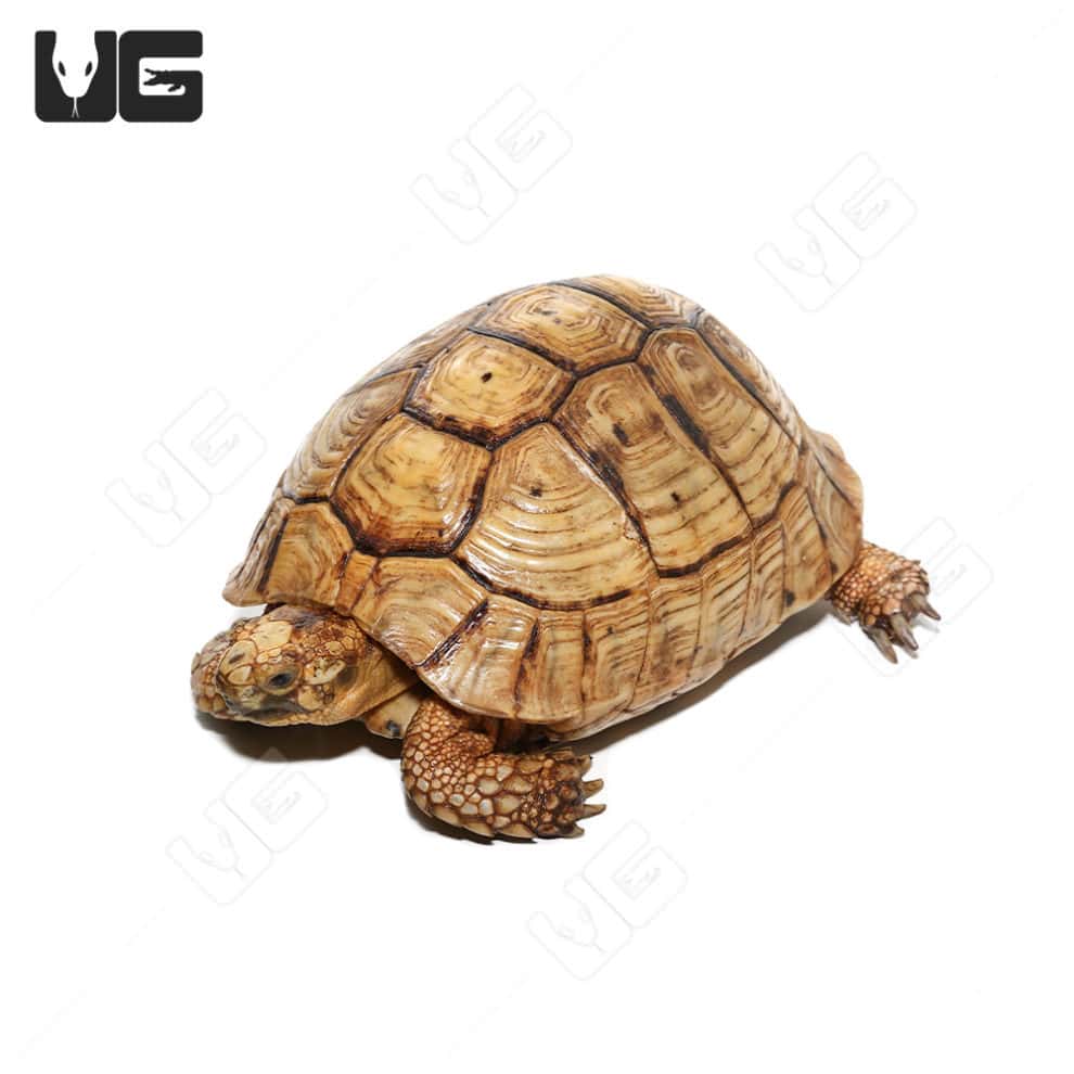 Golden Greek Tortoises For Sale - Underground Reptiles
