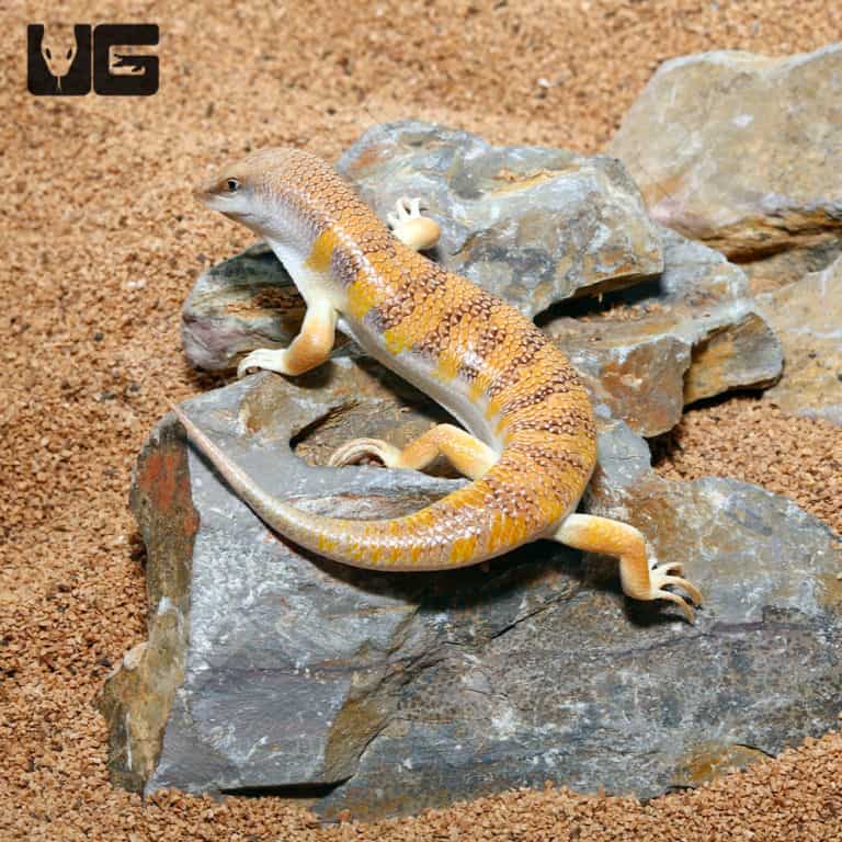 Auctions - Underground Reptiles