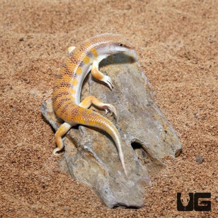 Sand Fish - For Sale Underground Reptiles