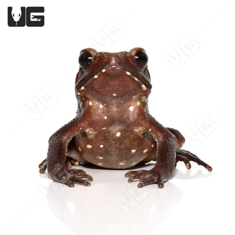 Smooth Sided Toads (Bufo guttatus) For Sale - Underground Reptiles