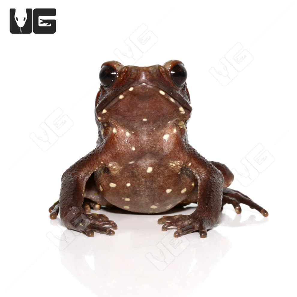 Smooth Sided Toads (Bufo guttatus) For Sale - Underground Reptiles