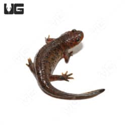 Spanish Ribbed Newts For Sale - Underground Reptiles