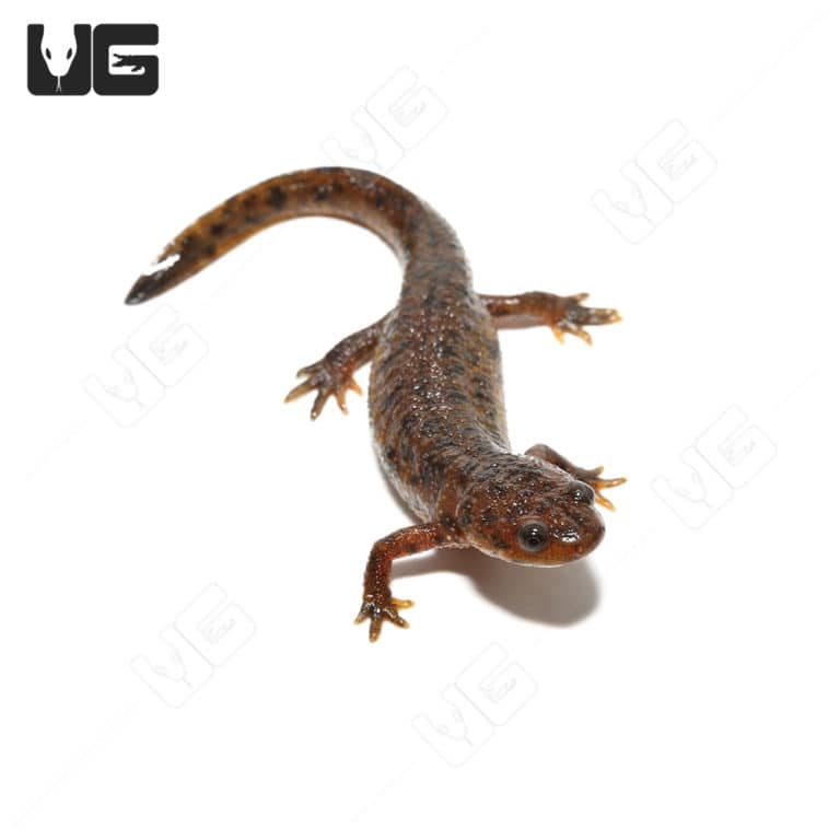 Spanish Ribbed Newts For Sale - Underground Reptiles
