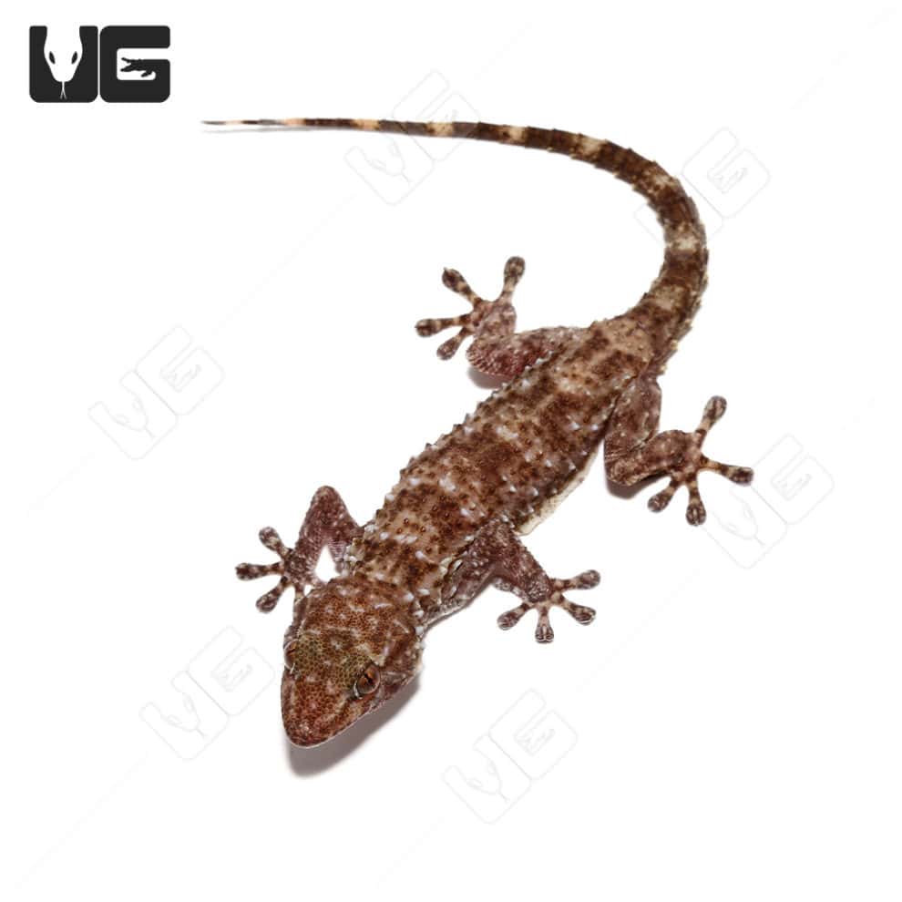 Geckos For Sale - Underground Reptiles
