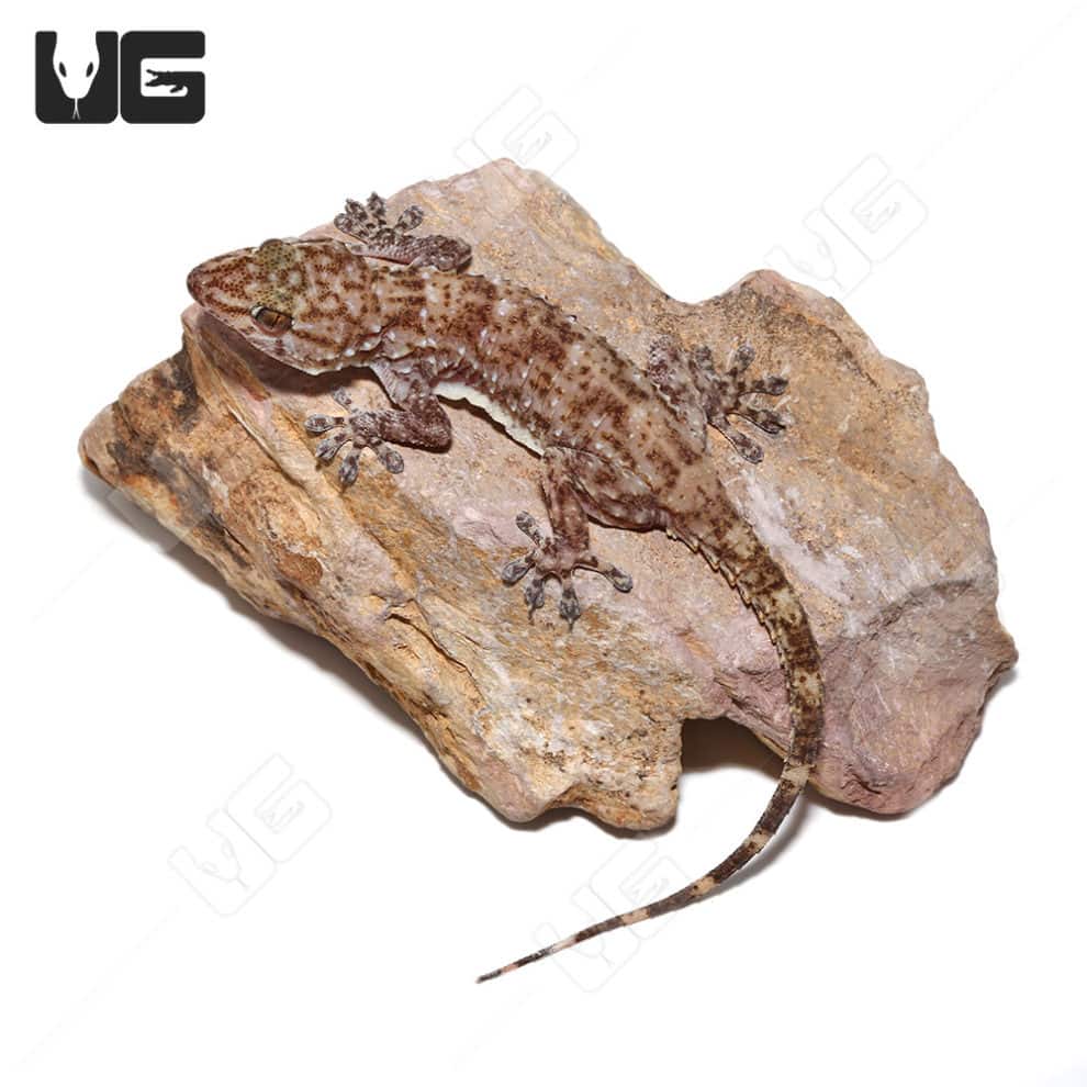 White Spot Gecko For Sale - Underground Reptiles
