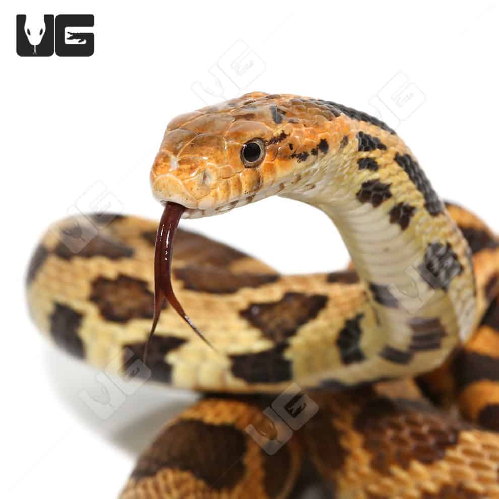 2020 Western Fox Snake (Pantherophis ramspotti) For sale Underground ...