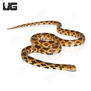 2020 Western Fox Snake (Pantherophis ramspotti) For sale Underground ...