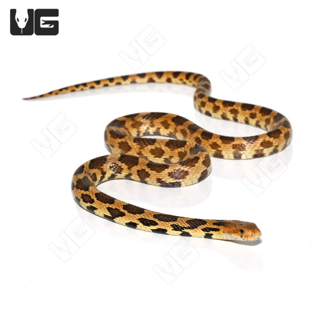 2020 Western Fox Snake (Pantherophis ramspotti) For sale Underground ...
