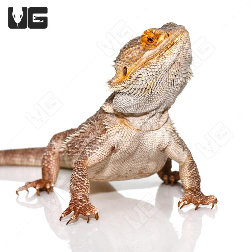 Adult Bearded Dragons (Pogona vitticeps) For Sale - Underground Reptiles