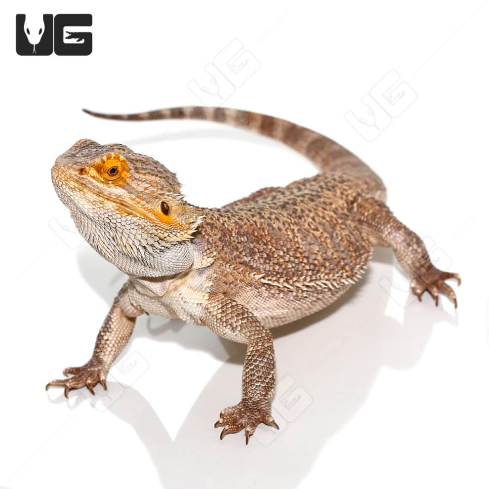 Adult Bearded Dragons (Pogona vitticeps) For Sale - Underground Reptiles